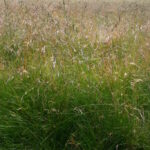 Silver Falls Seed Company - Fescue - Native Red