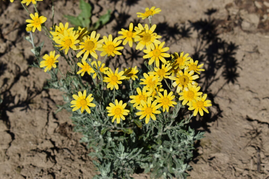 Silver Falls Seed Company - Oregon Sunshine