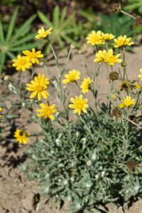 Silver Falls Seed Company - Oregon Sunshine