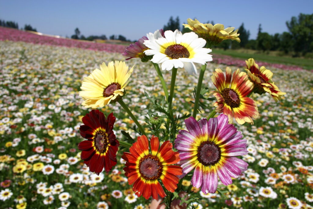 Silver Falls Seed Company - Daisy - Painted Mix