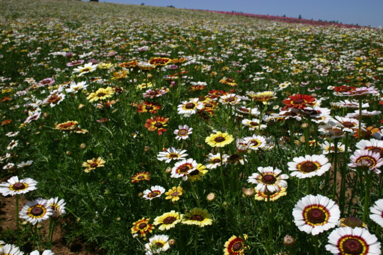 Silver Falls Seed Company - Daisy - Painted Mix