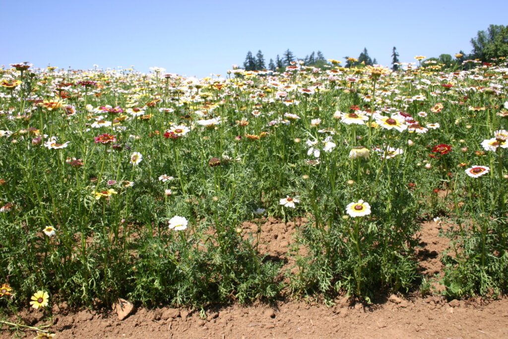 Silver Falls Seed Company - Daisy - Painted Mix