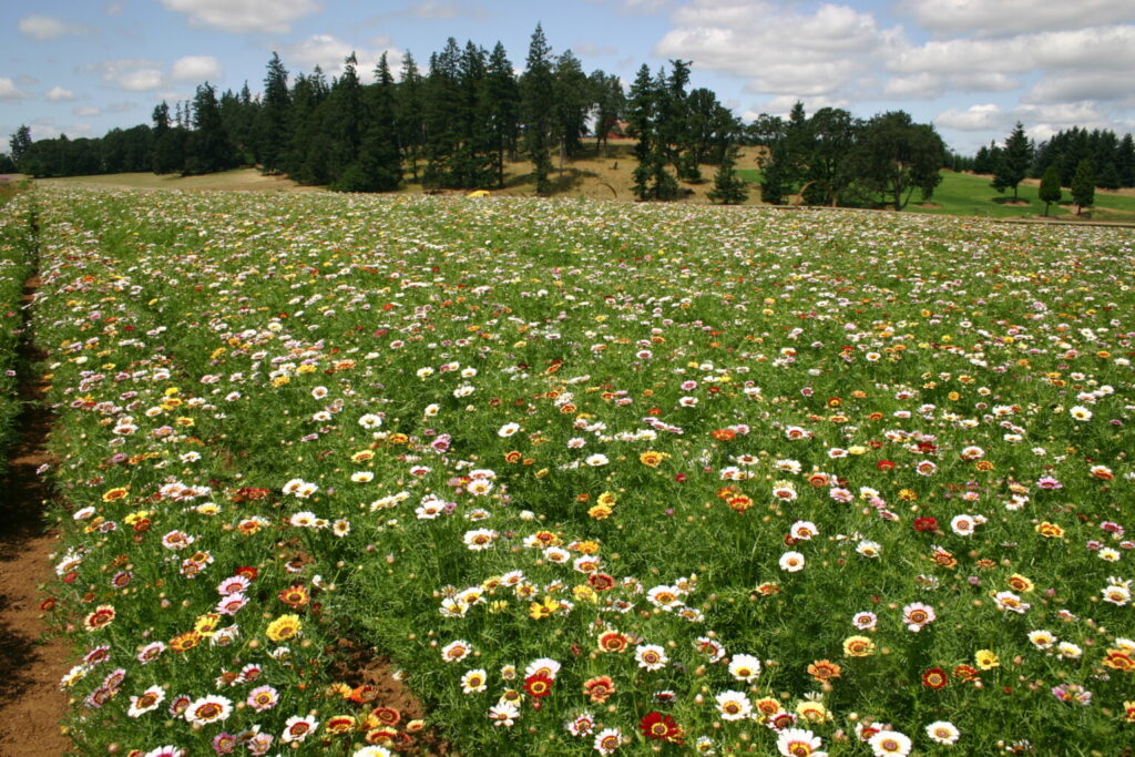 Silver Falls Seed Company - Daisy - Painted Mix