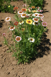 Silver Falls Seed Company - Daisy - Painted Mix