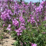 Silver Falls Seed Company - Rose Checker Mallow