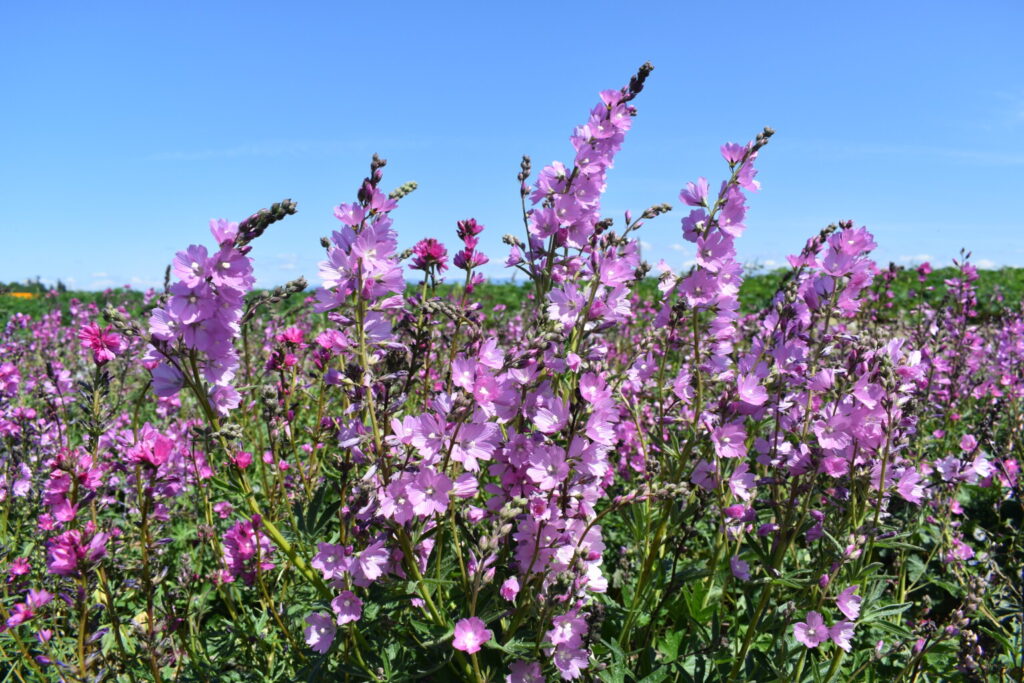 Silver Falls Seed Company - Rose Checker Mallow