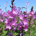 Silver Falls Seed Company - Rose Checker Mallow