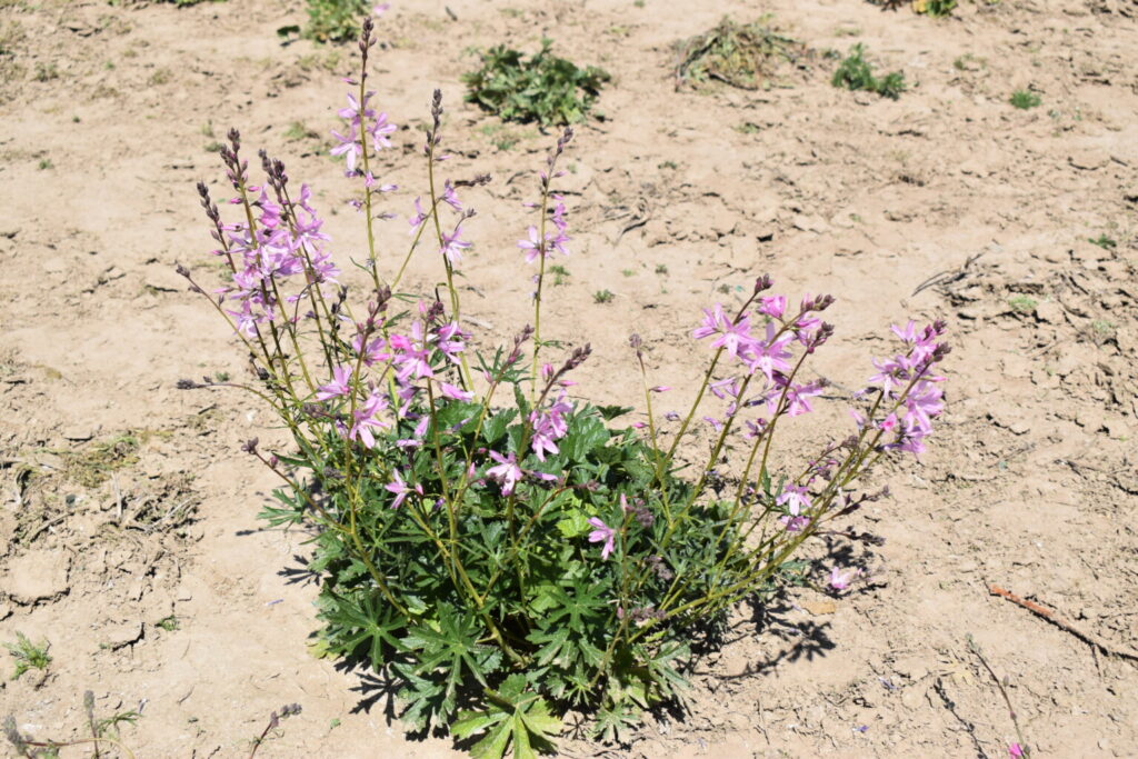Silver Falls Seed Company - Rose Checker Mallow