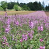 Silver Falls Seed Company - Rose Checker Mallow