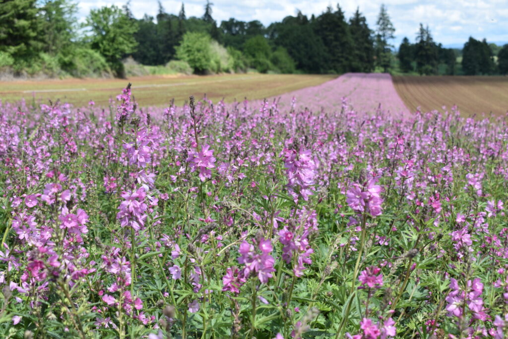 Silver Falls Seed Company - Rose Checker Mallow