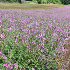 Silver Falls Seed Company - Rose Checker Mallow