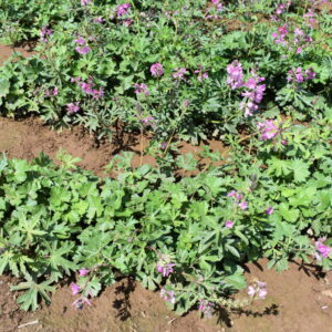 Silver Falls Seed Company - Rose Checker Mallow