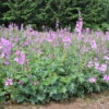 Silver Falls Seed Company - Rose Checker Mallow