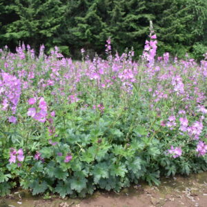 Silver Falls Seed Company - Rose Checker Mallow