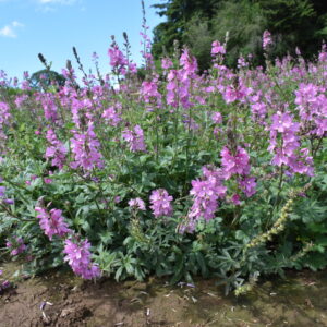 Silver Falls Seed Company - Rose Checker Mallow