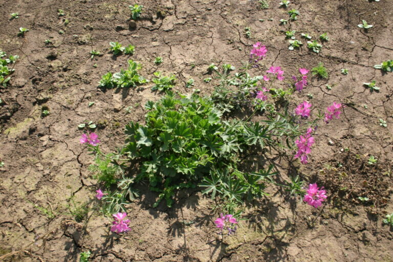 Silver Falls Seed Company - Rose Checker Mallow