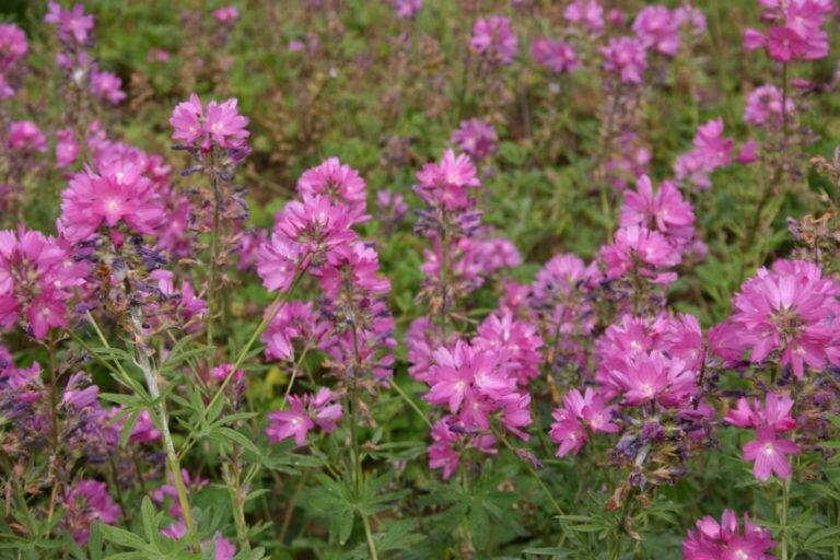Silver Falls Seed Company - Rose Checker Mallow