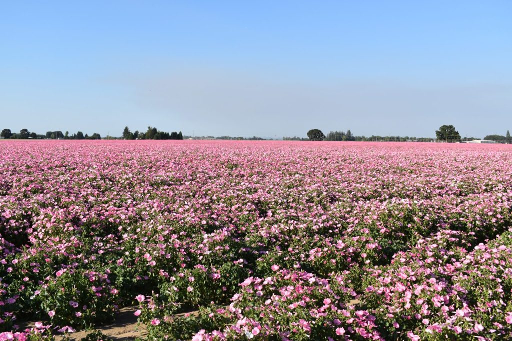 Silver Falls Seed Company - Rose Mallow - Dwarf Pink