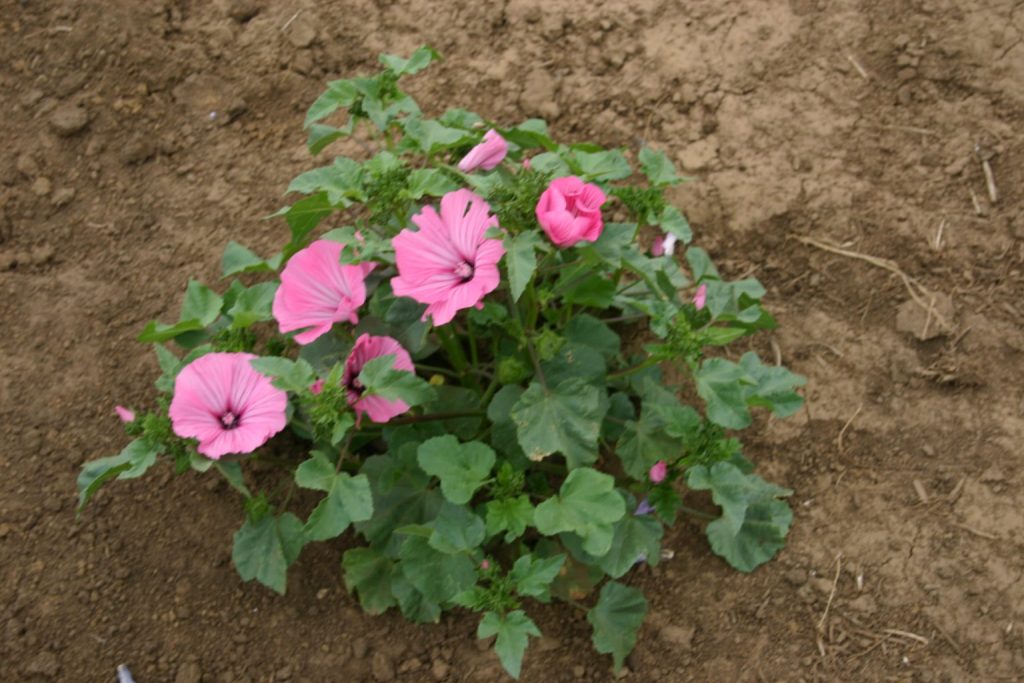 Silver Falls Seed Company - Rose Mallow - Dwarf Pink