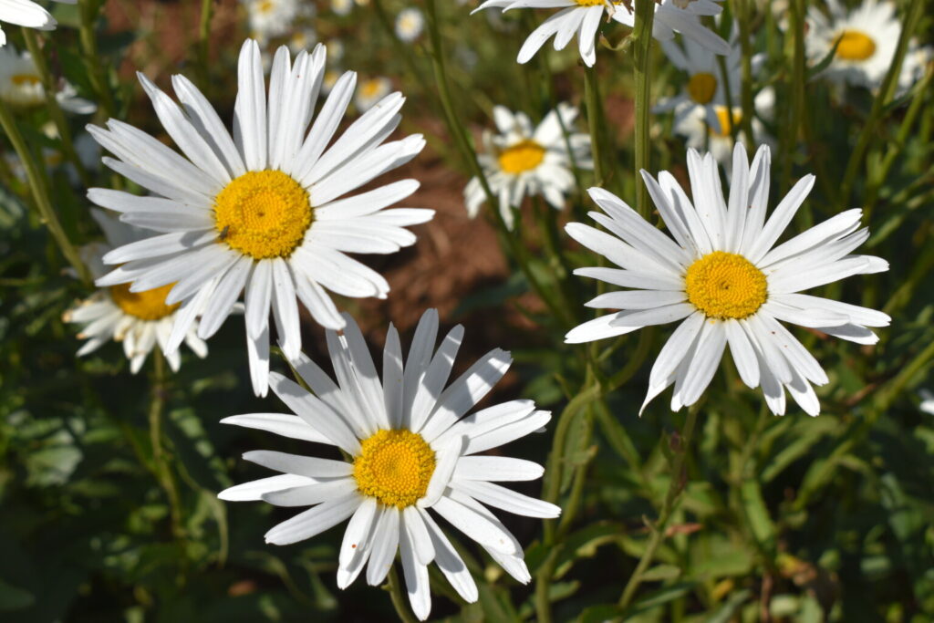 Silver Falls Seed Company - Daisy - Shasta