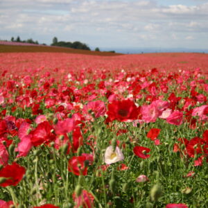 Silver Falls Seed Company - Poppy - Shirley Single Mix