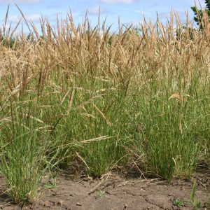Silver Falls Seed Company - Ryegrass - Intermediate