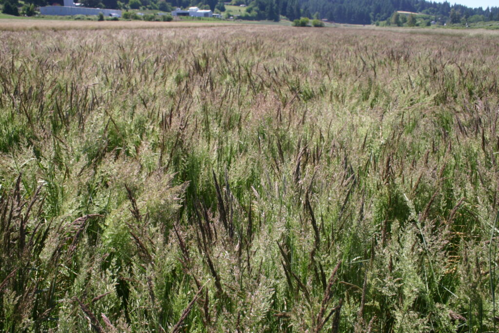 Silver Falls Seed Company - Bentgrass - Spike