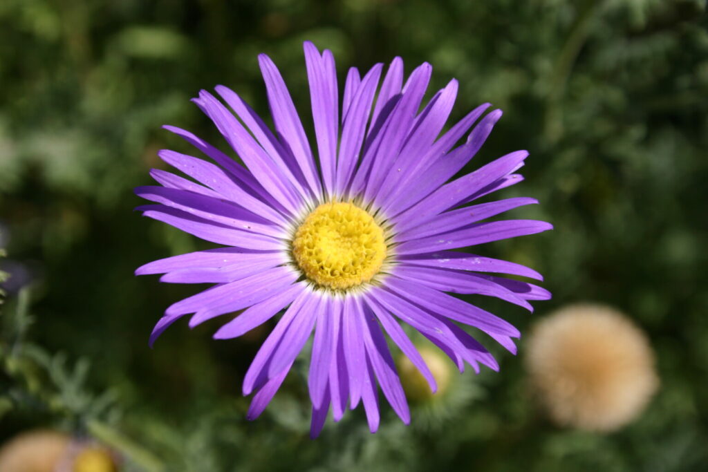 Silver Falls Seed Company - Daisy - Tahoka