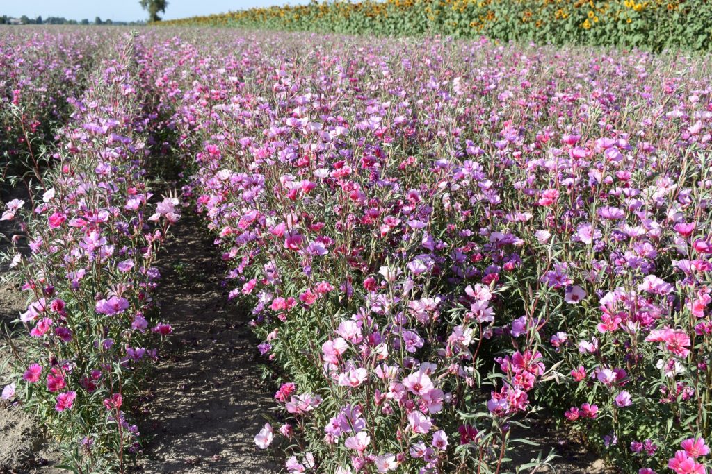 Silver Falls Seed Company - Godetia - Tall Mix