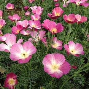 Silver Falls Seed Company - Poppy - California Purple Gleam