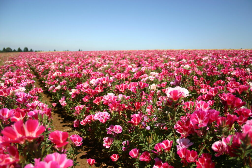 Silver Falls Seed Company - Godetia - Dwarf Single Mix