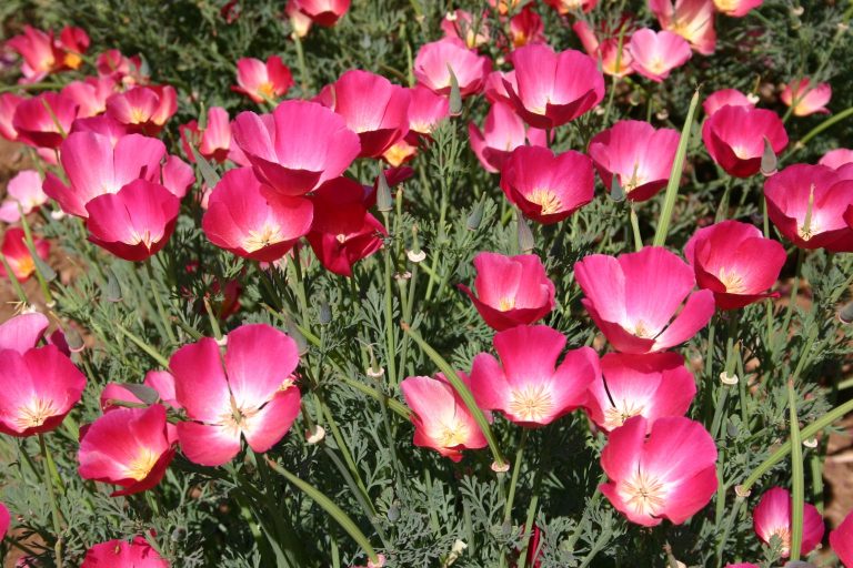 Silver Falls Seed Company - Cascade Pocket Poppy Mix