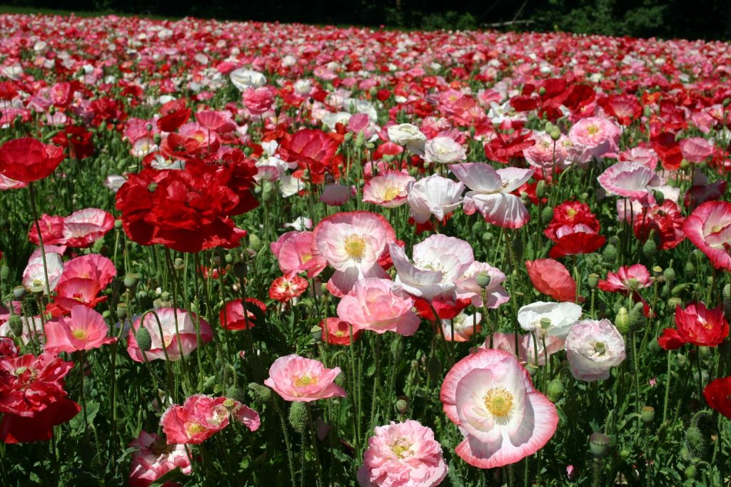 Silver Falls Seed Company - Cascade Pocket Poppy Mix