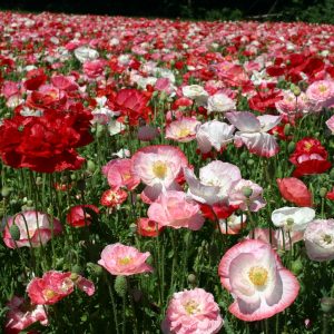 Silver Falls Seed Company - Cascade Pocket Poppy Mix