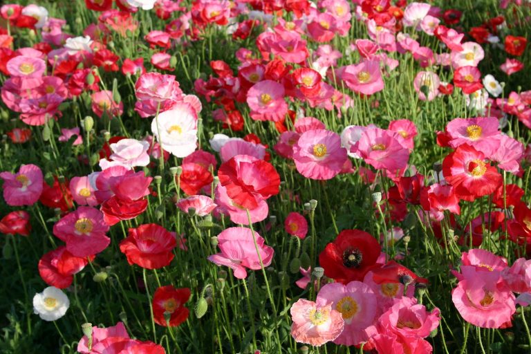 Silver Falls Seed Company - Cascade Pocket Poppy Mix