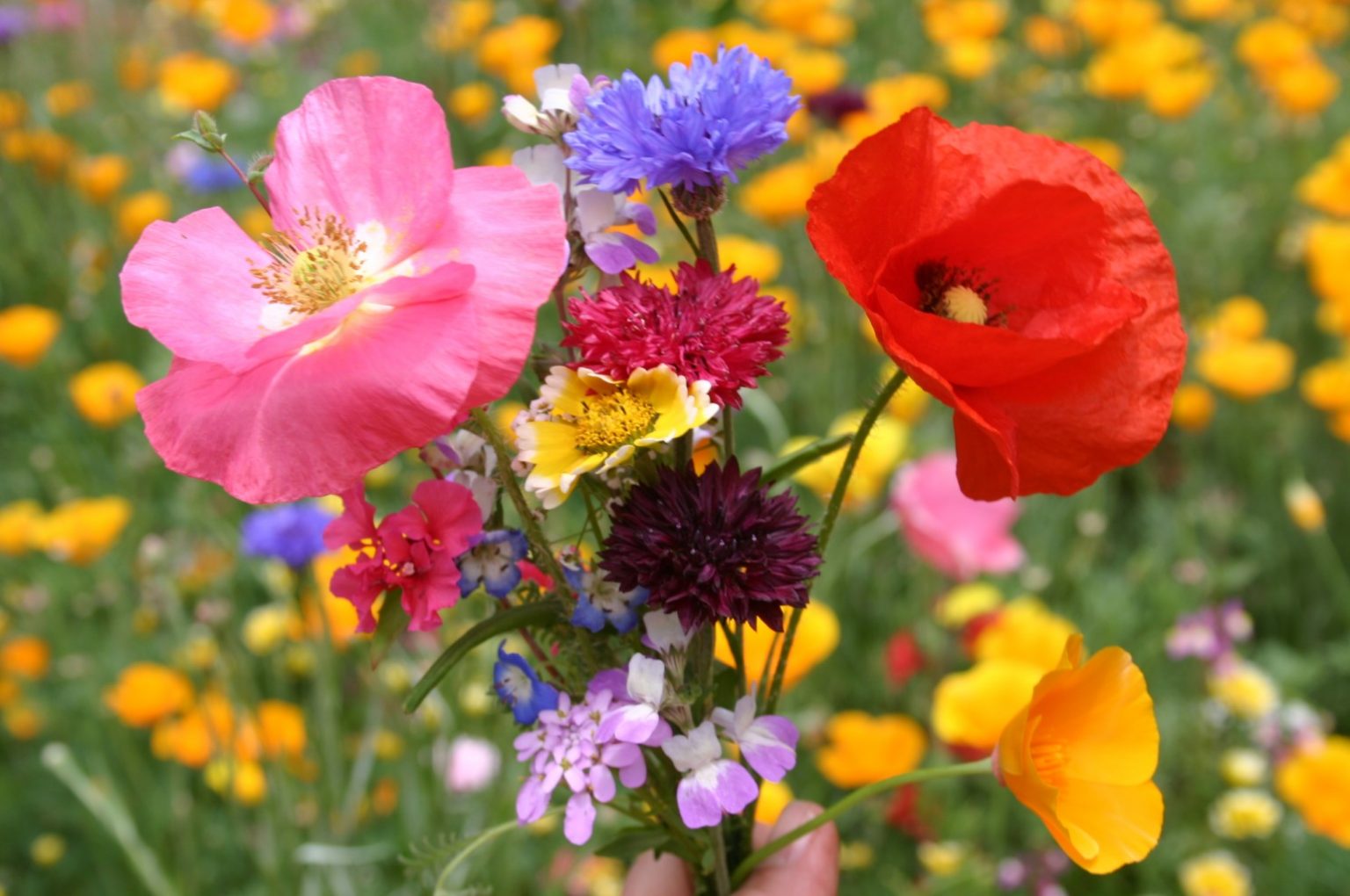 Silver Falls Seed Company - Early Bird Wildflower Mix