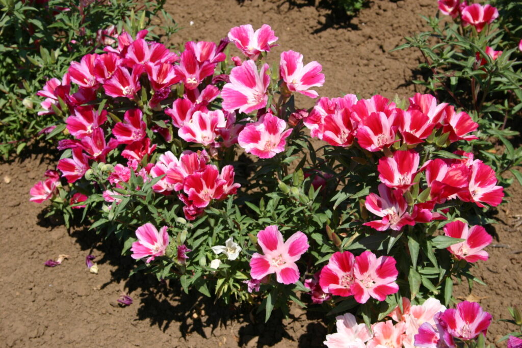 Silver Falls Seed Company - Godetia - Dwarf Single Mix