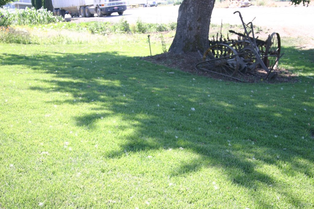 Silver Falls Seed Company - Fescue - Tall (Turf-Type)