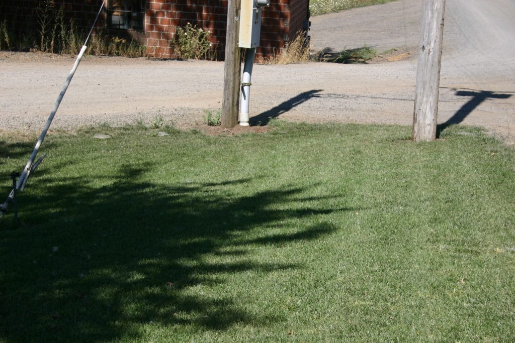 Silver Falls Seed Company - Fescue - Tall (Turf-Type)