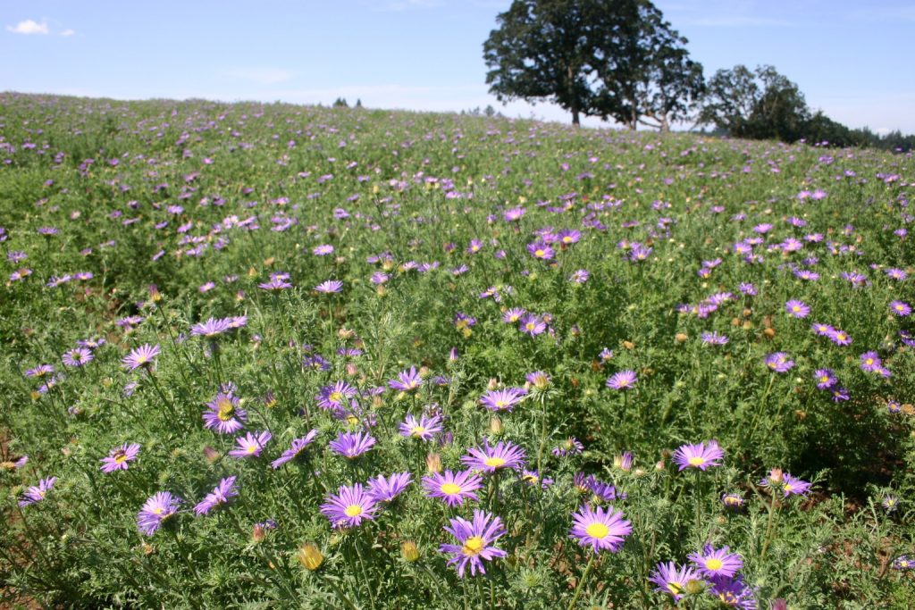 Silver Falls Seed Company - Daisy - Tahoka