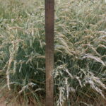 Silver Falls Seed Company - Fescue - Sand