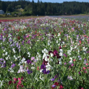 Silver Falls Seed Company - Sweet Pea - Knee High Mix