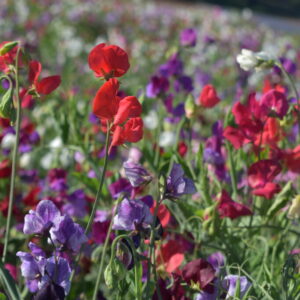 Silver Falls Seed Company - Sweet Pea - Knee High Mix
