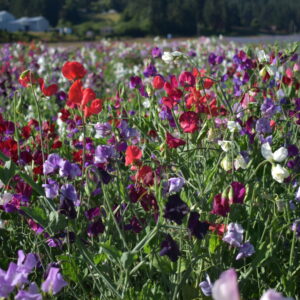 Silver Falls Seed Company - Sweet Pea - Knee High Mix
