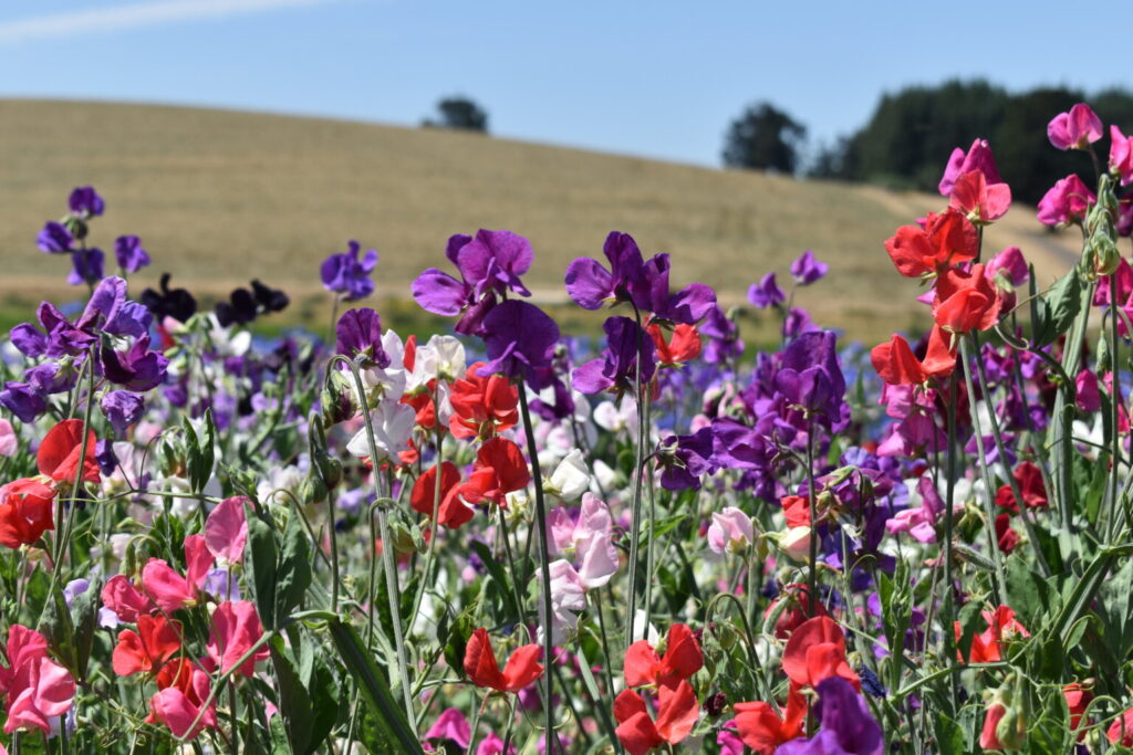 Silver Falls Seed Company - Sweet Pea - Knee High Mix