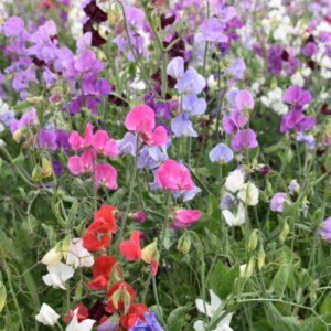 Silver Falls Seed Company - Sweet Pea - Heirloom Mix