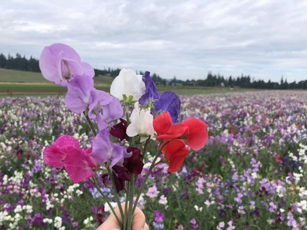 Silver Falls Seed Company - Sweet Pea - Heirloom Mix
