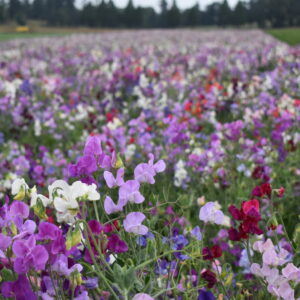 Silver Falls Seed Company - Sweet Pea - Heirloom Mix