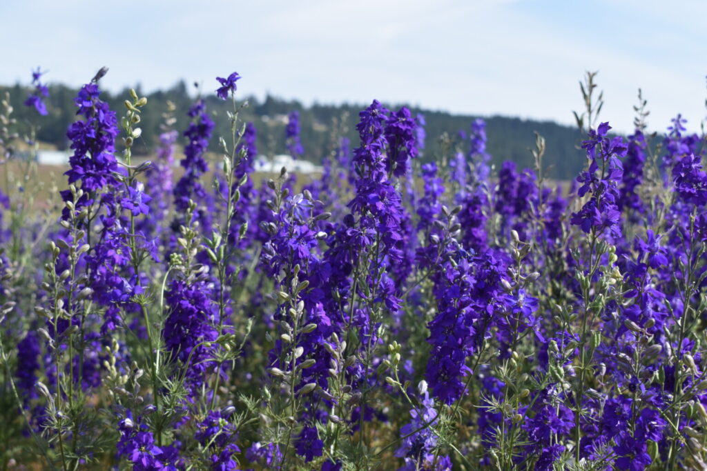Silver Falls Seed Company - Larkspur - Rocket Dark Blue/Purple