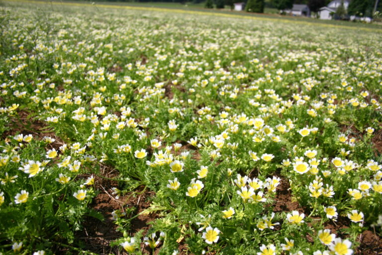 Silver Falls Seed Company - Poached Egg Flower